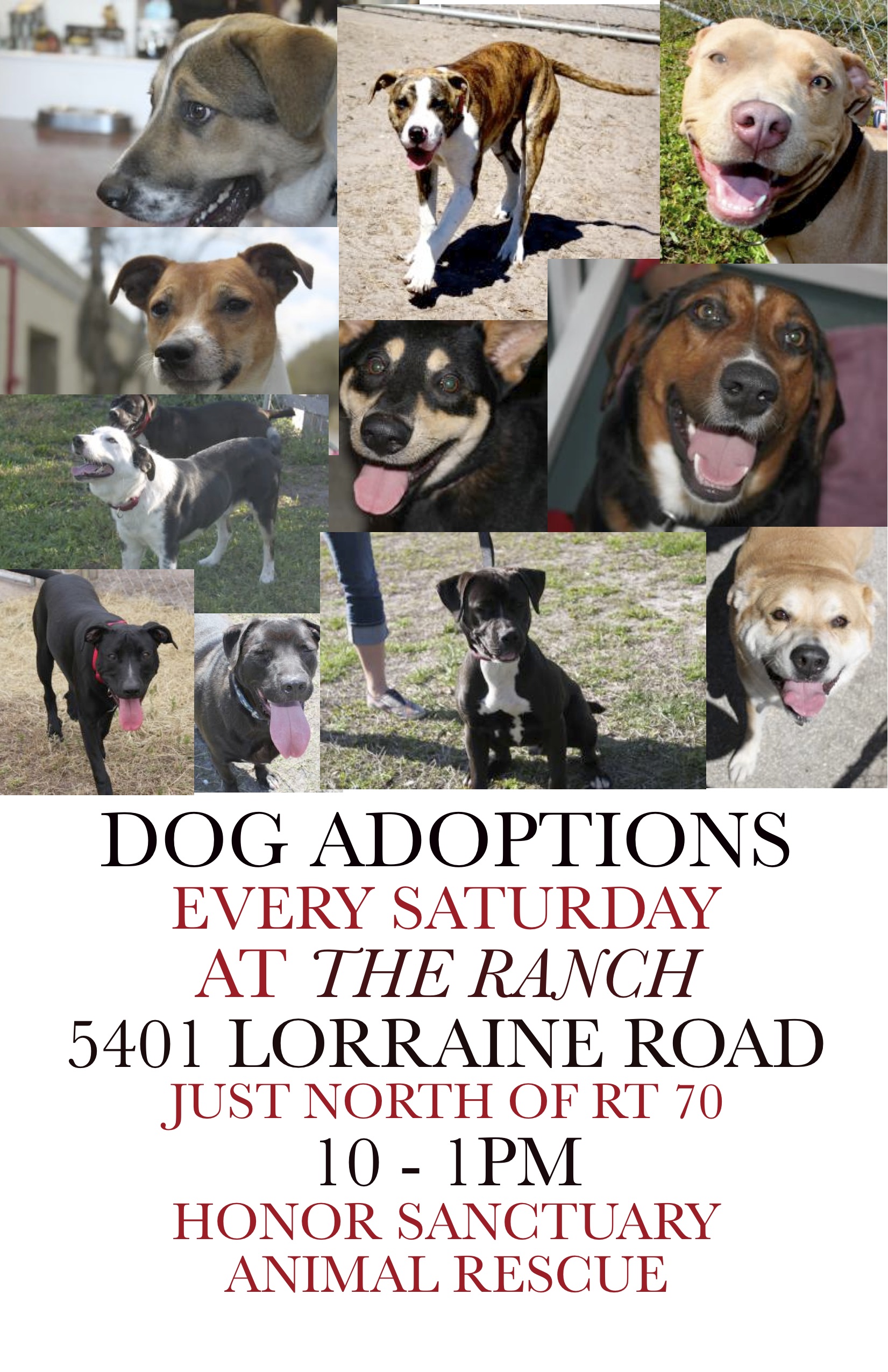 Dog Adoption Event this Saturday at Honor Sanctuary | Sarasota Dog