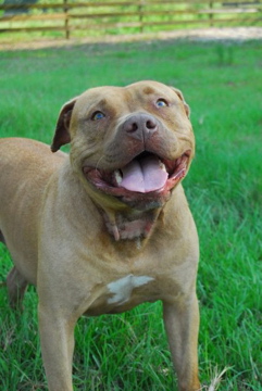 Flying Balou | Sarasota Dog