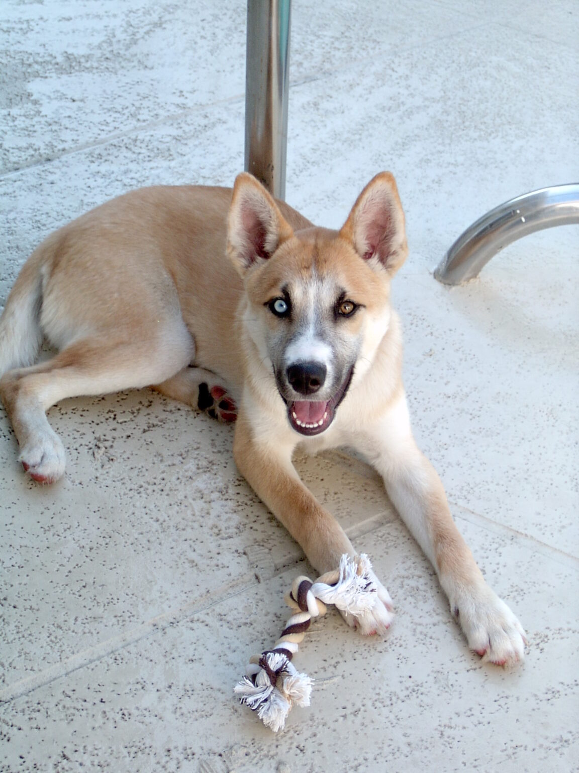 Husky Shepherd Mix Dog - a blend of two great breeds