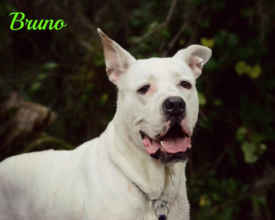 BRUNO A338489 | Sarasota Dog