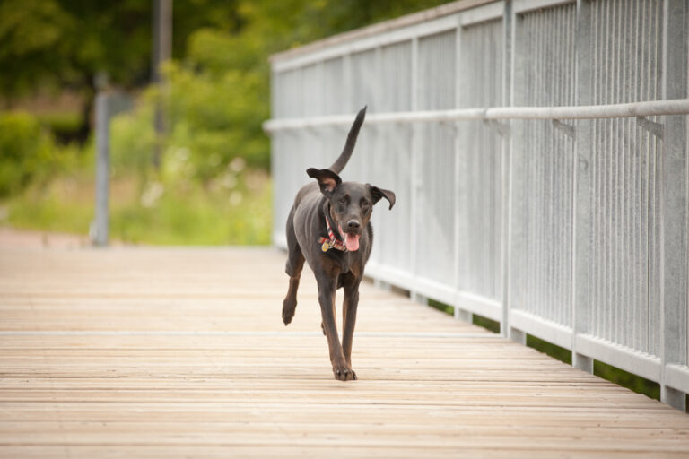 Healthy Habits for a Healthy Dog! | Sarasota Dog