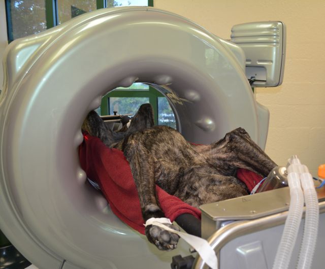 Cutting edge technology at CriticalVetCare | Sarasota Dog