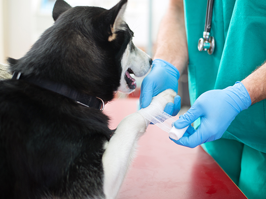 Blood Pressure In Dogs Sarasota Dog