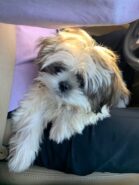 The Puppy Lived - Tashi's Story | Sarasota Dog