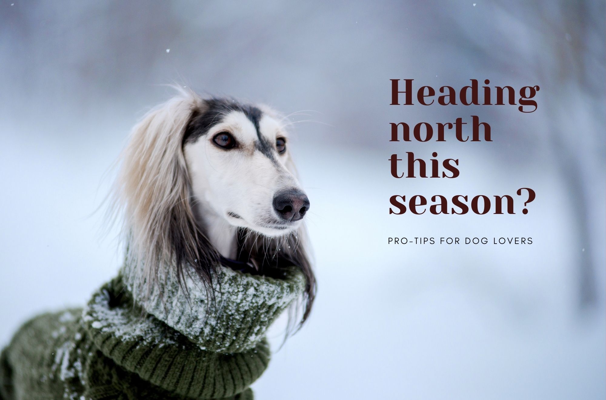 Heading North with Your Pup this Season? | Sarasota Dog