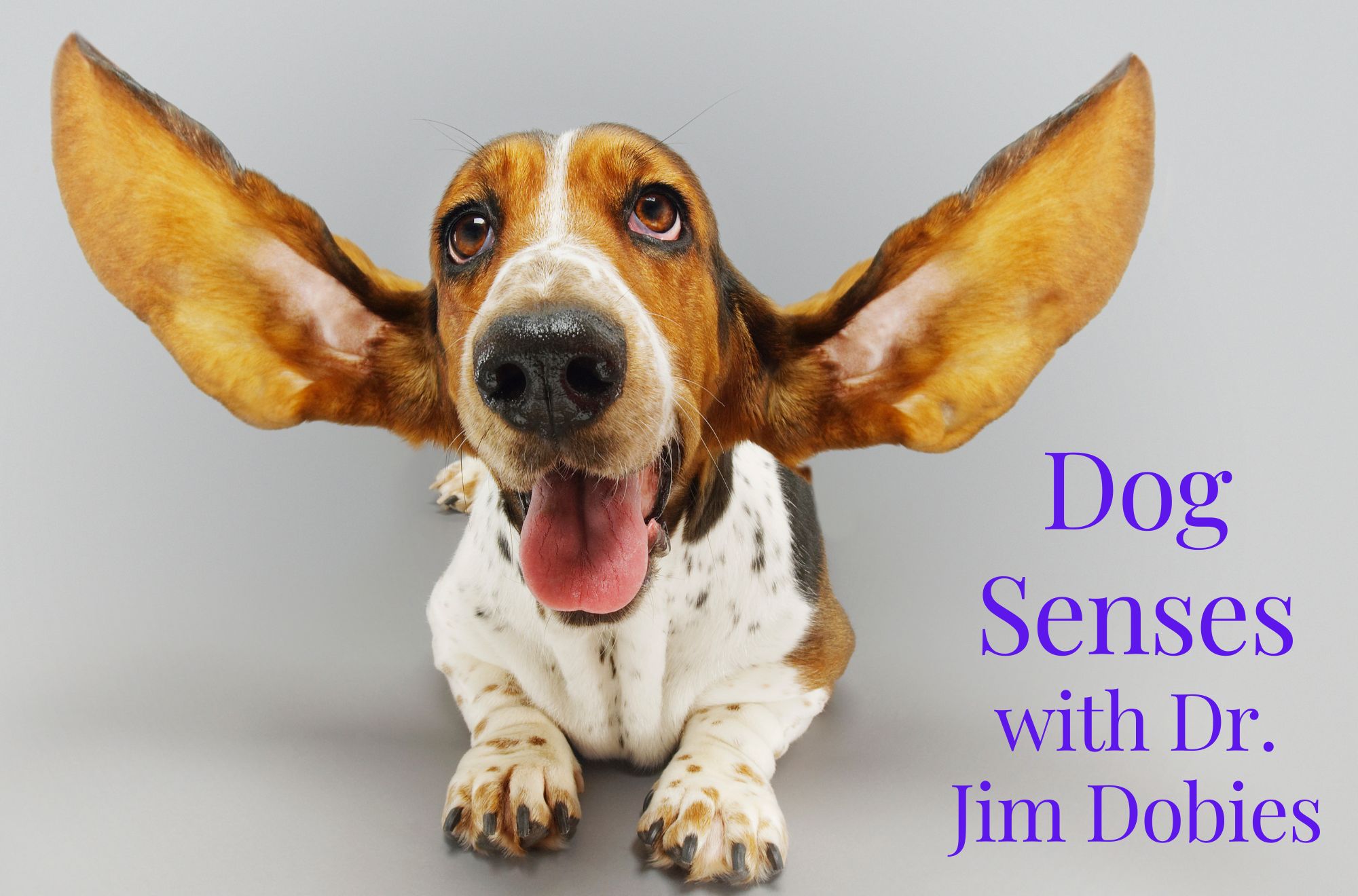 Dog Senses with Dr. Jim Dobies | Sarasota Dog