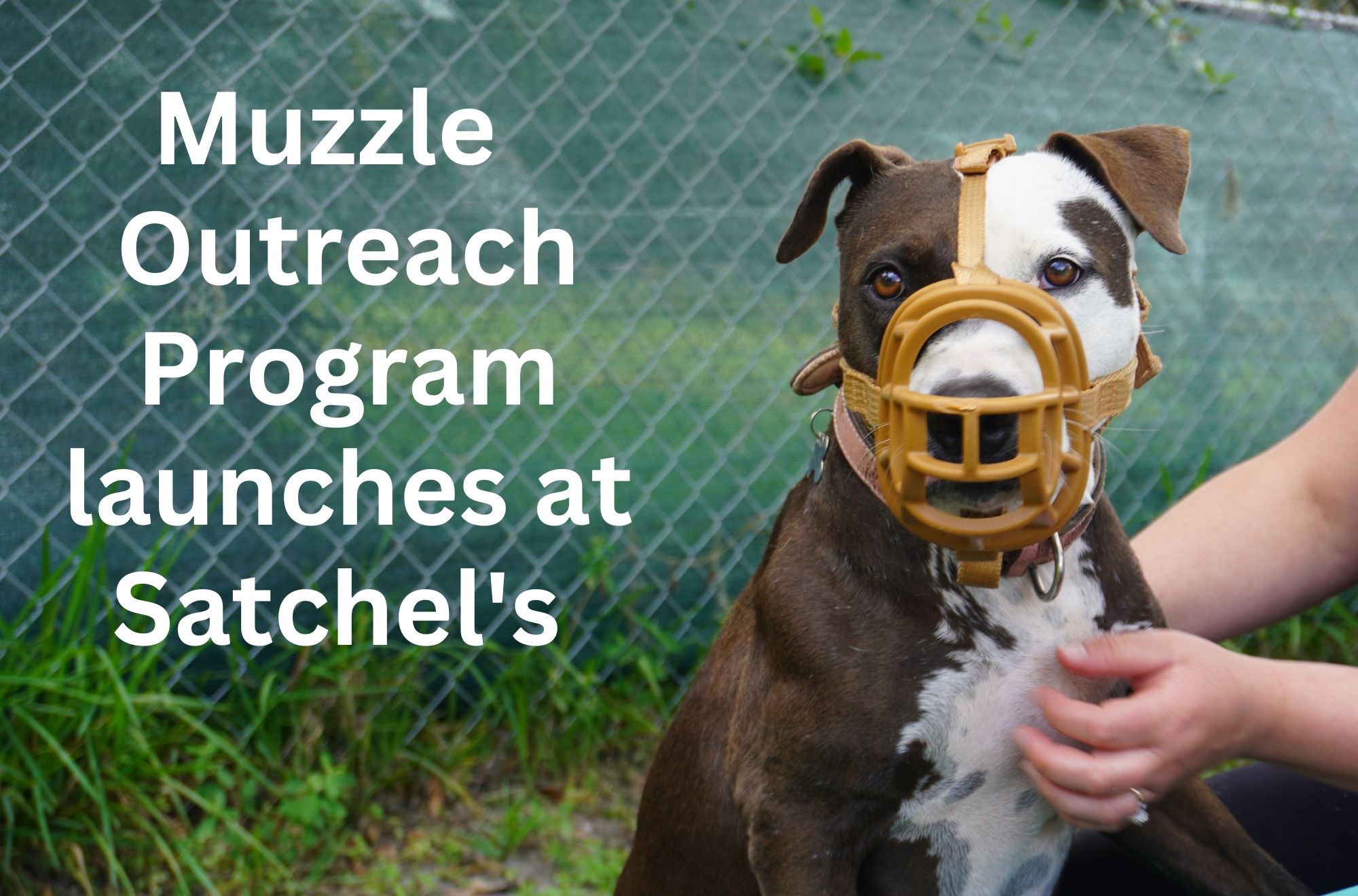 Local Shelter Launches Muzzle Program | Sarasota Dog