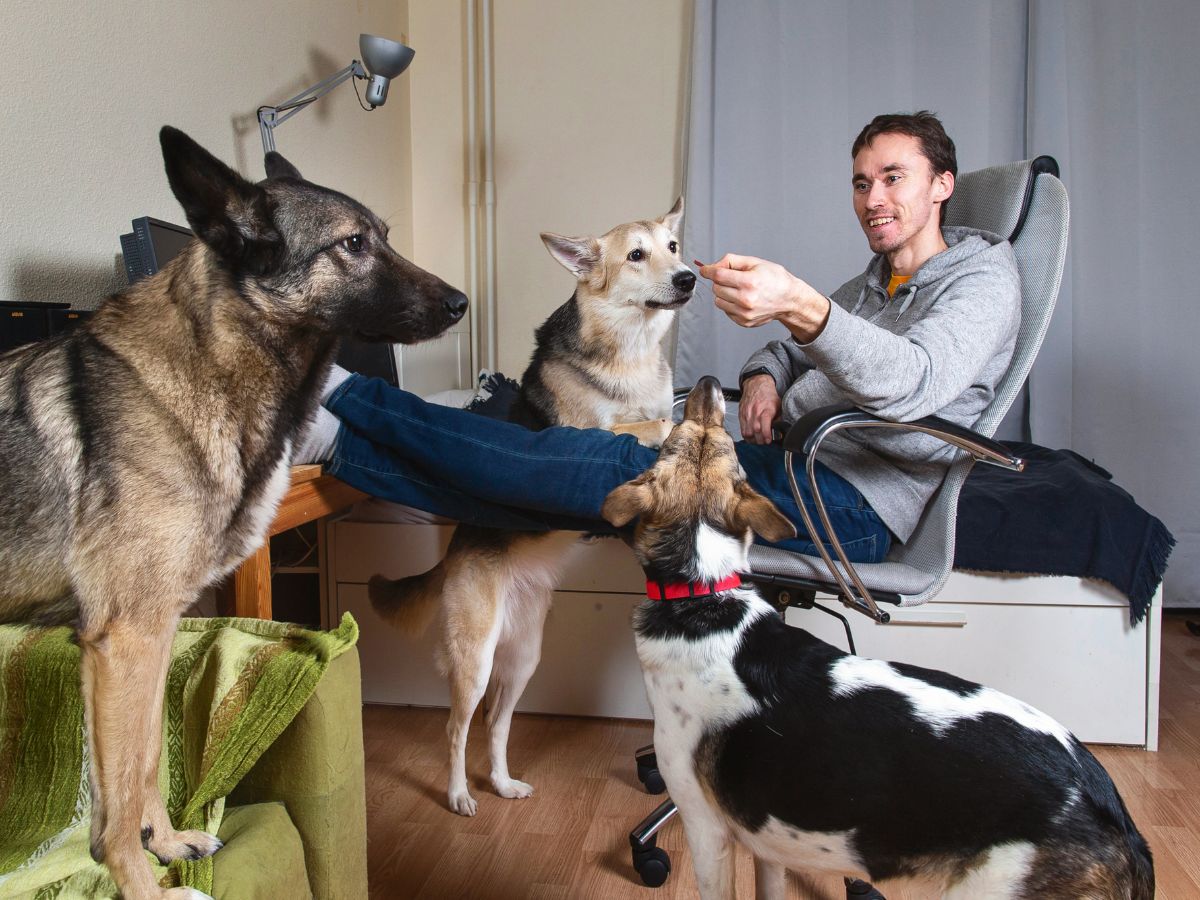 Managing the Canine Circus - multi-dog households | Sarasota Dog